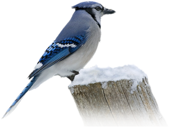 Download Bluejay Snowy Stump - Blue Jay - Full Size PNG Image - PNGkit