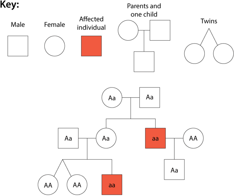 Download Mendelian Inheritance Read Biology - Diagram - Full Size PNG ...