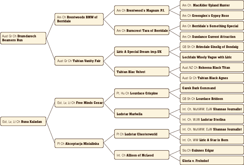 Download Saara Sugupuu - Family Tree - Full Size PNG Image - PNGkit
