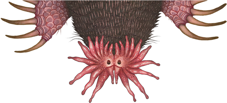 Download They Are Crazy Monster Diggers, Strange Burrowers Of - Star ...