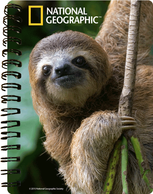 Download 970452 - Sloth National Geographic - Full Size PNG Image - PNGkit