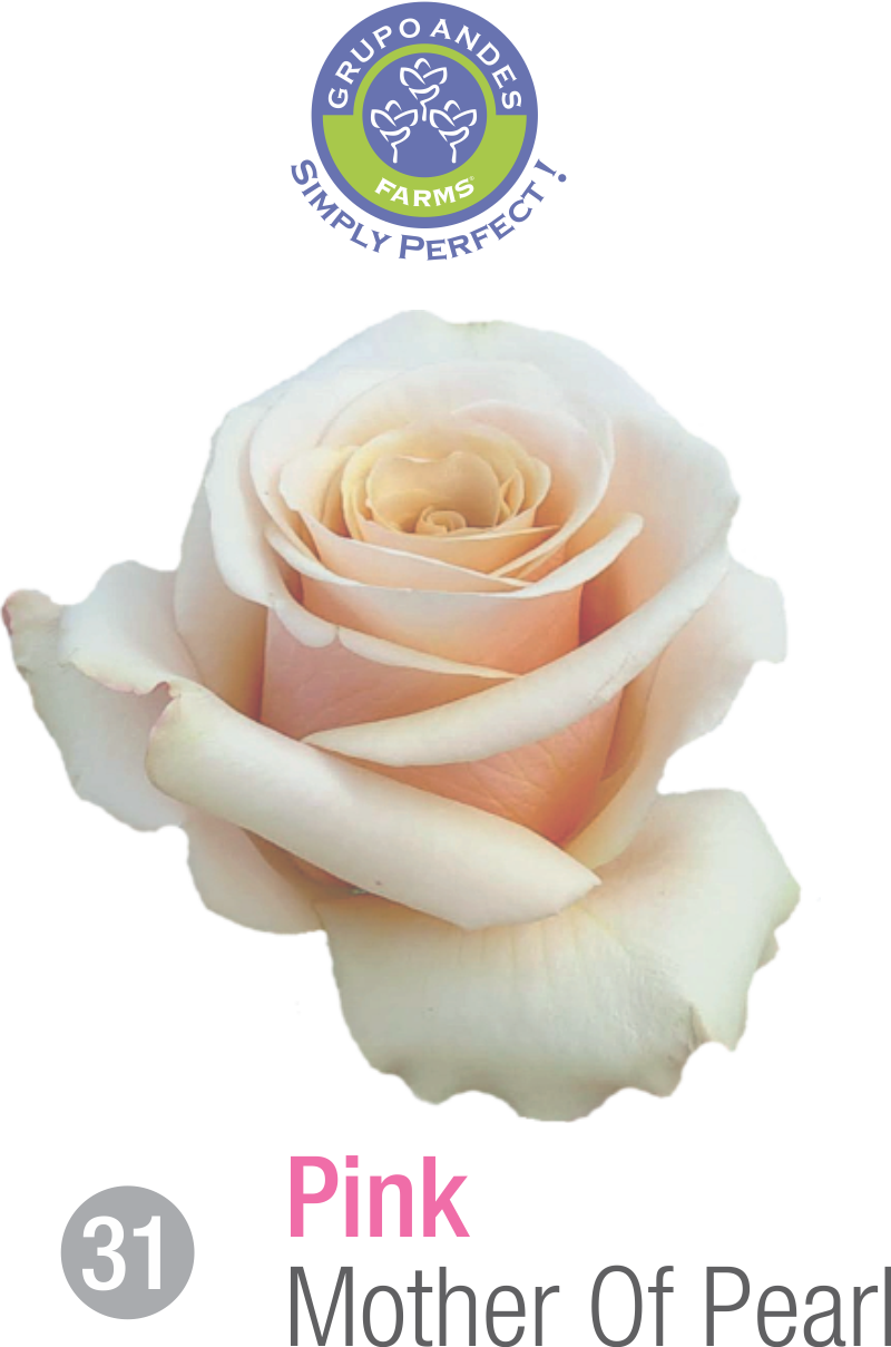 Download Rosa Variedad Mother Of Pearl - Full Size PNG Image - PNGkit