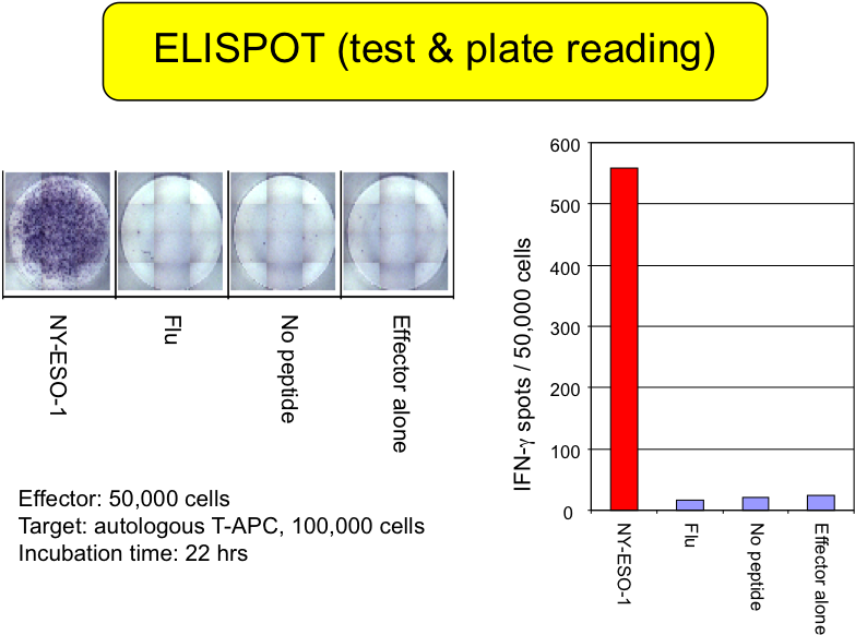 Download Iaf-elispot , - Enzyme Linked Immunospot Elispot - Full Size ...