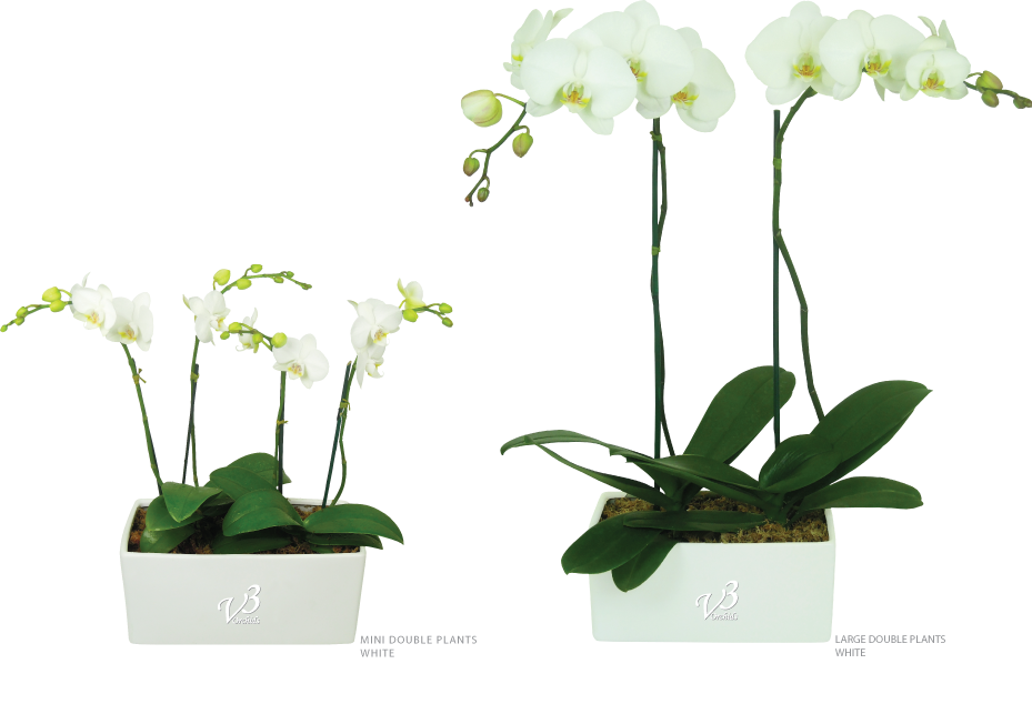 Download Orchids - Full Size PNG Image - PNGkit