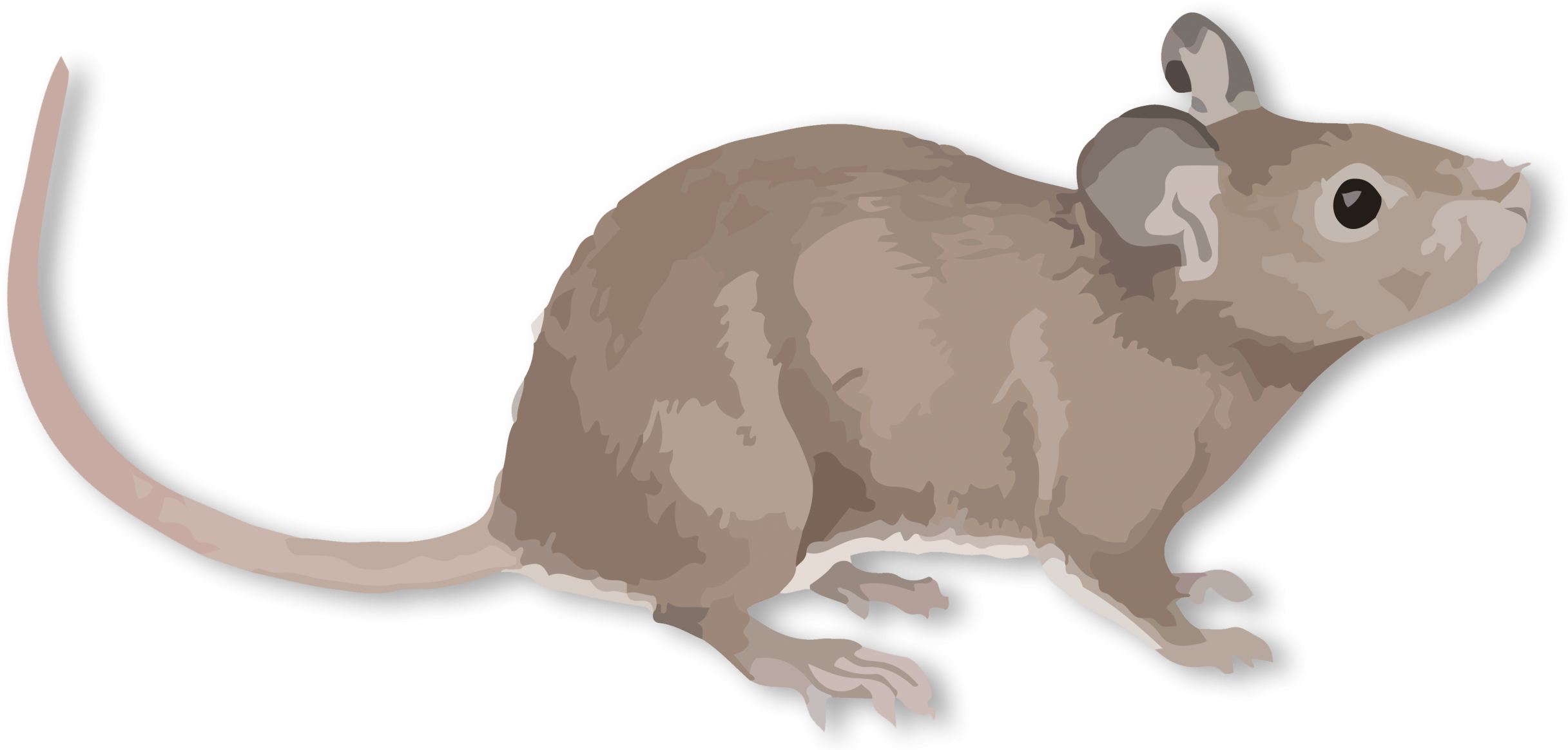 Download Transparent Background - Rat - PNGkit