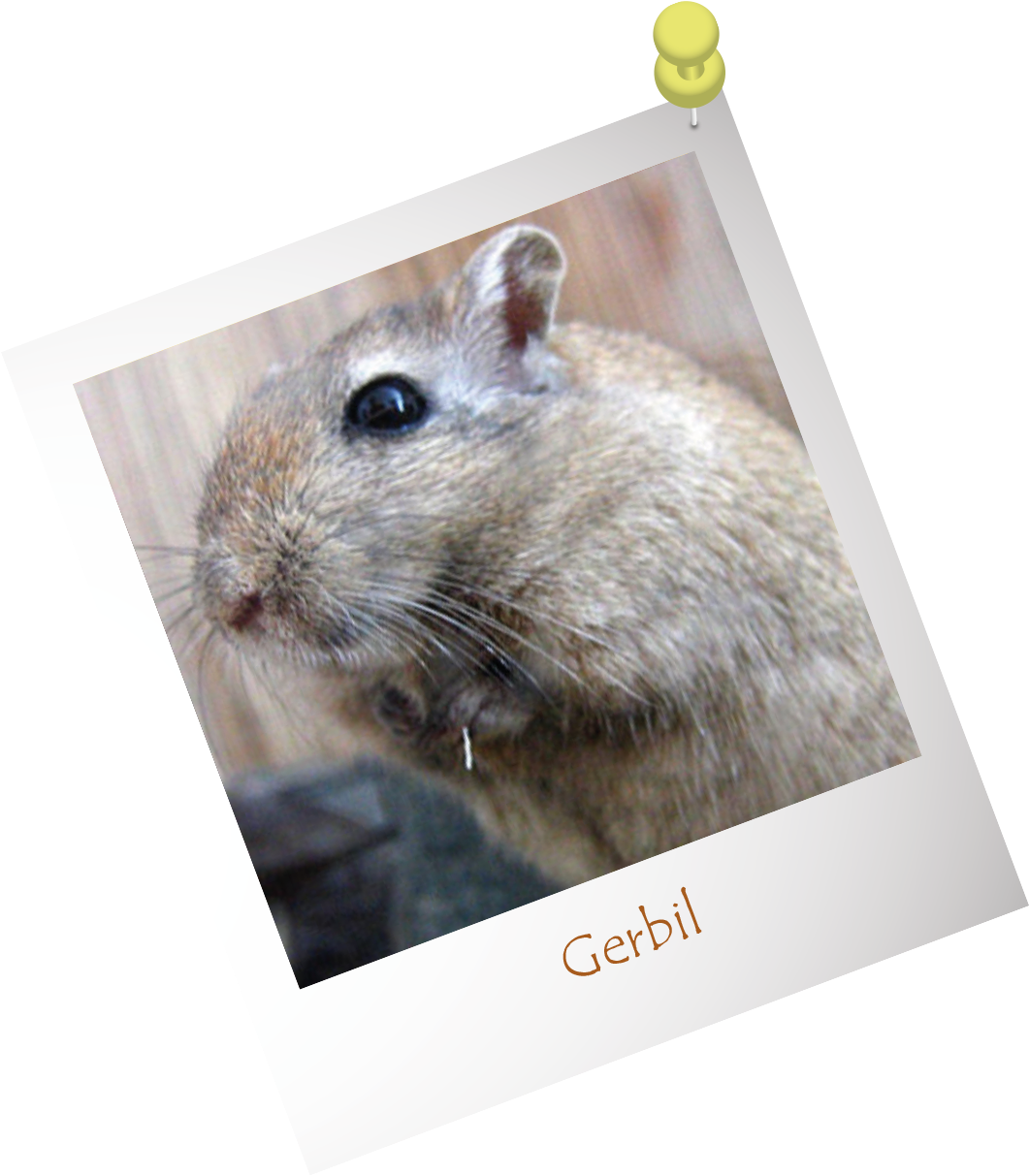 Download Gerbi Animal - Full Size PNG Image - PNGkit