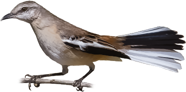 Download White-banded Mockingbird - Northern Mockingbird - Full Size ...