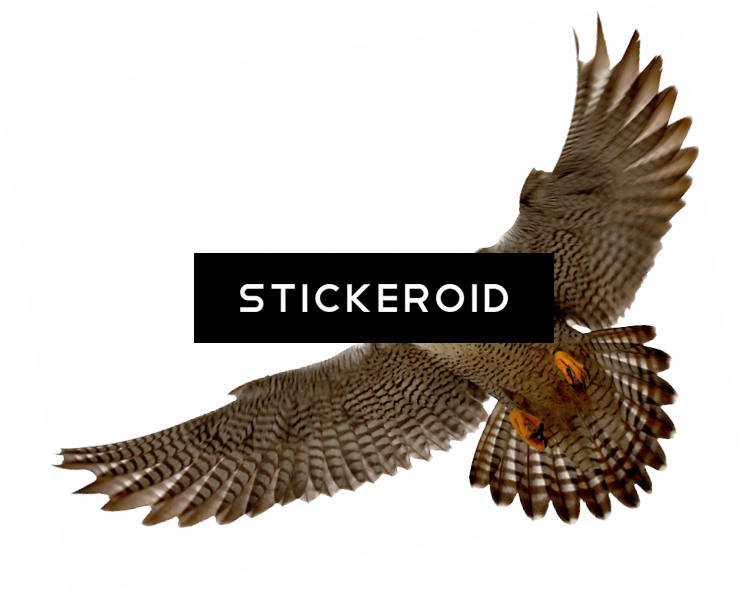 Download Falcon Png 11 Png Rh Stickeroid Com Cute Falcon Sad - Hawks ...