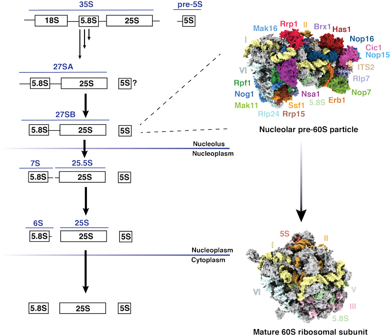 Download Large Subunit Ribosome Biogenesis - Full Size PNG Image - PNGkit