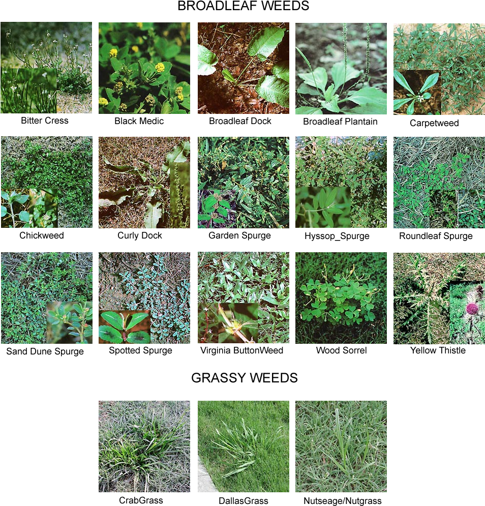 Download Common Lawn Weeds - Lawn Weed Identification - Full Size PNG ...
