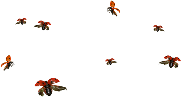Download Real Flying Ladybug Png - Full Size PNG Image - PNGkit