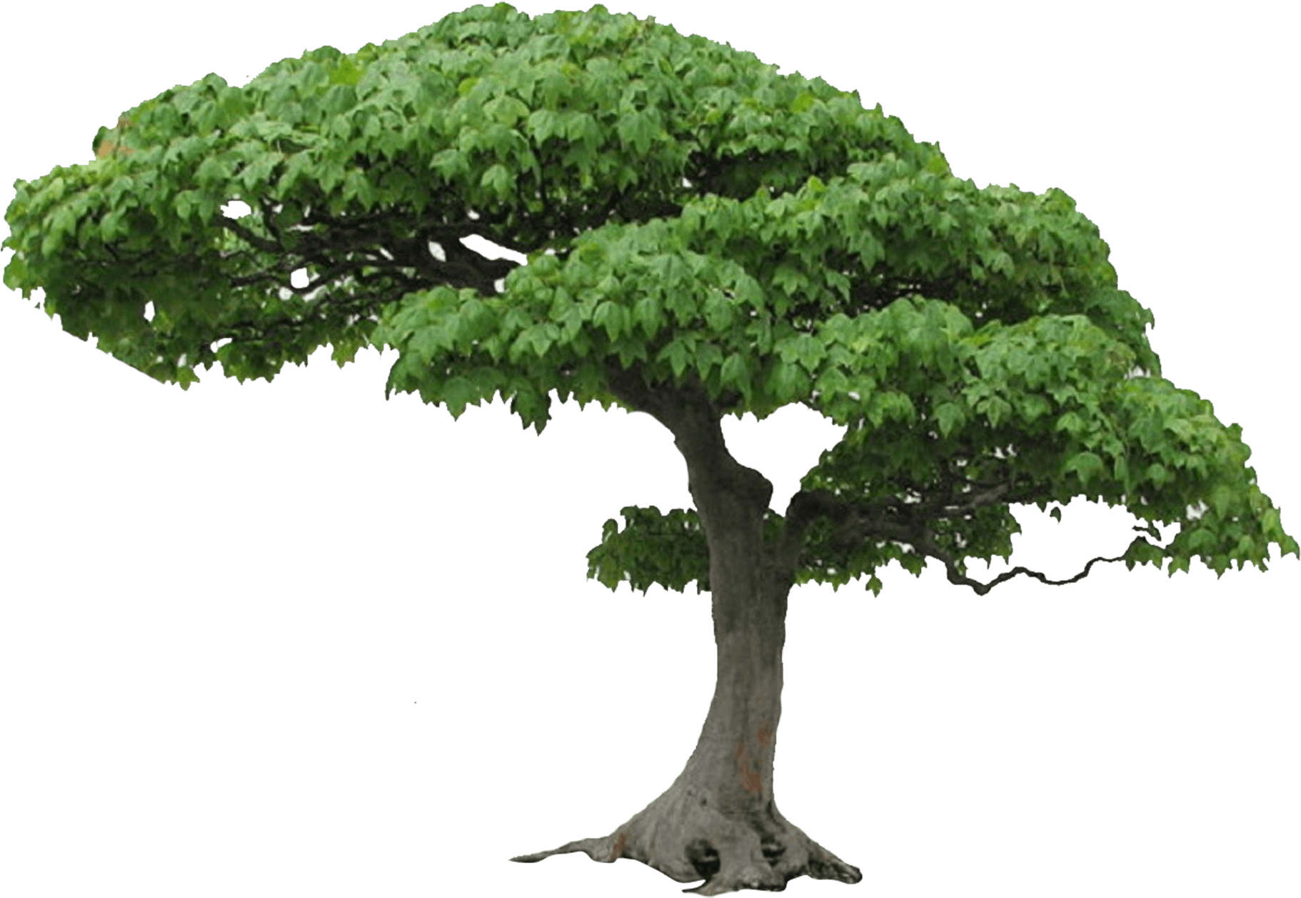 Download Tree - Tree Png - Full Size PNG Image - PNGkit