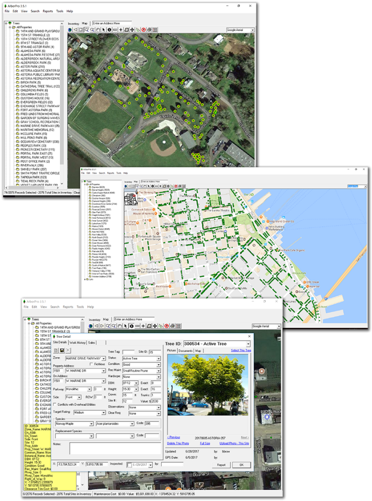 Download Tree Management Software - Management - Full Size PNG Image ...