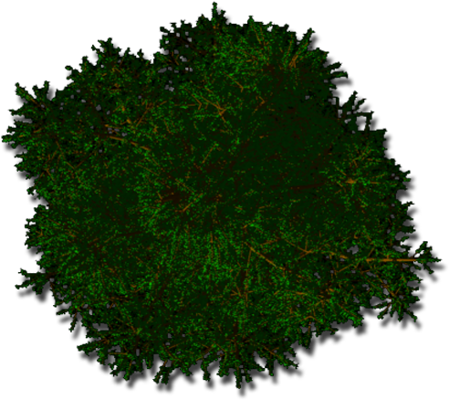 Download Pine Tree Top View Png - Photograph - Full Size PNG Image - PNGkit