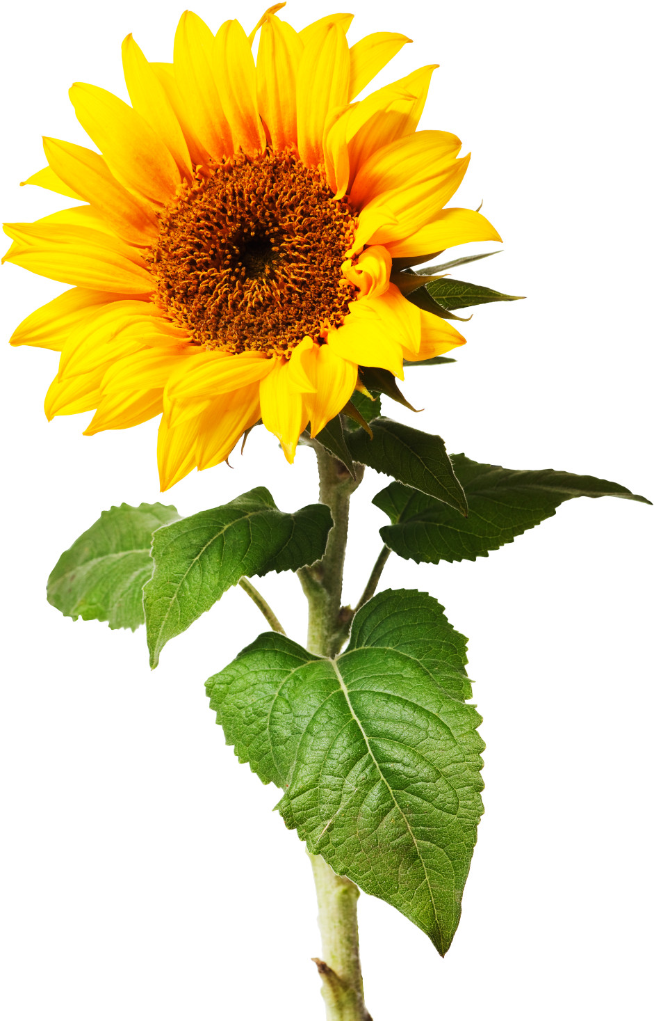 Download Transparent Sunflowers Png Individual Graphic Royalty Free ...