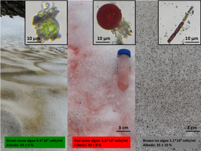 Download Black Snow Algae In Ice - Algae Greenland Ice Sheet - Full ...