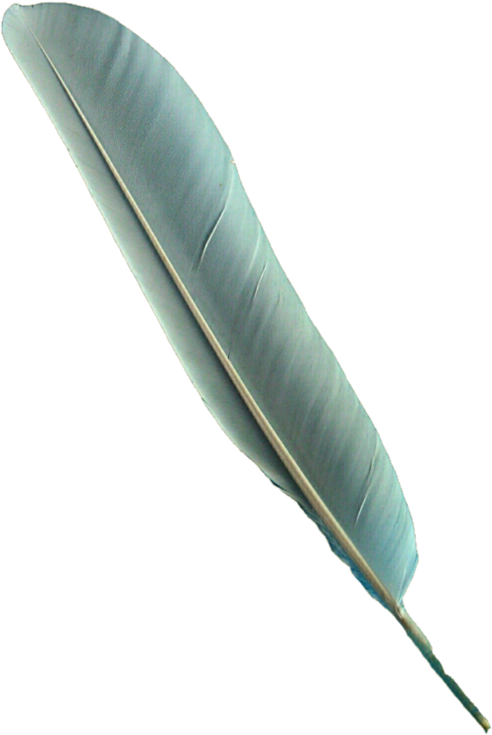 Download Bird Feather Png - Bird Feather Pen Png - Full Size PNG Image ...