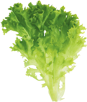 Download Salanova® Lollo Green - Tree - Full Size PNG Image - PNGkit