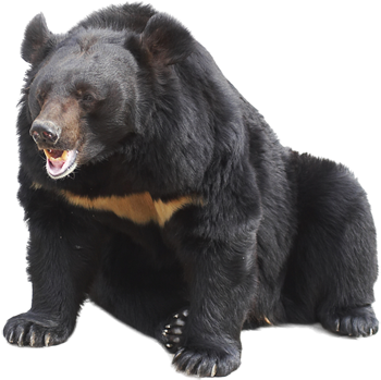 Download Related Wallpapers - Sun Bear Png - Full Size PNG Image - PNGkit