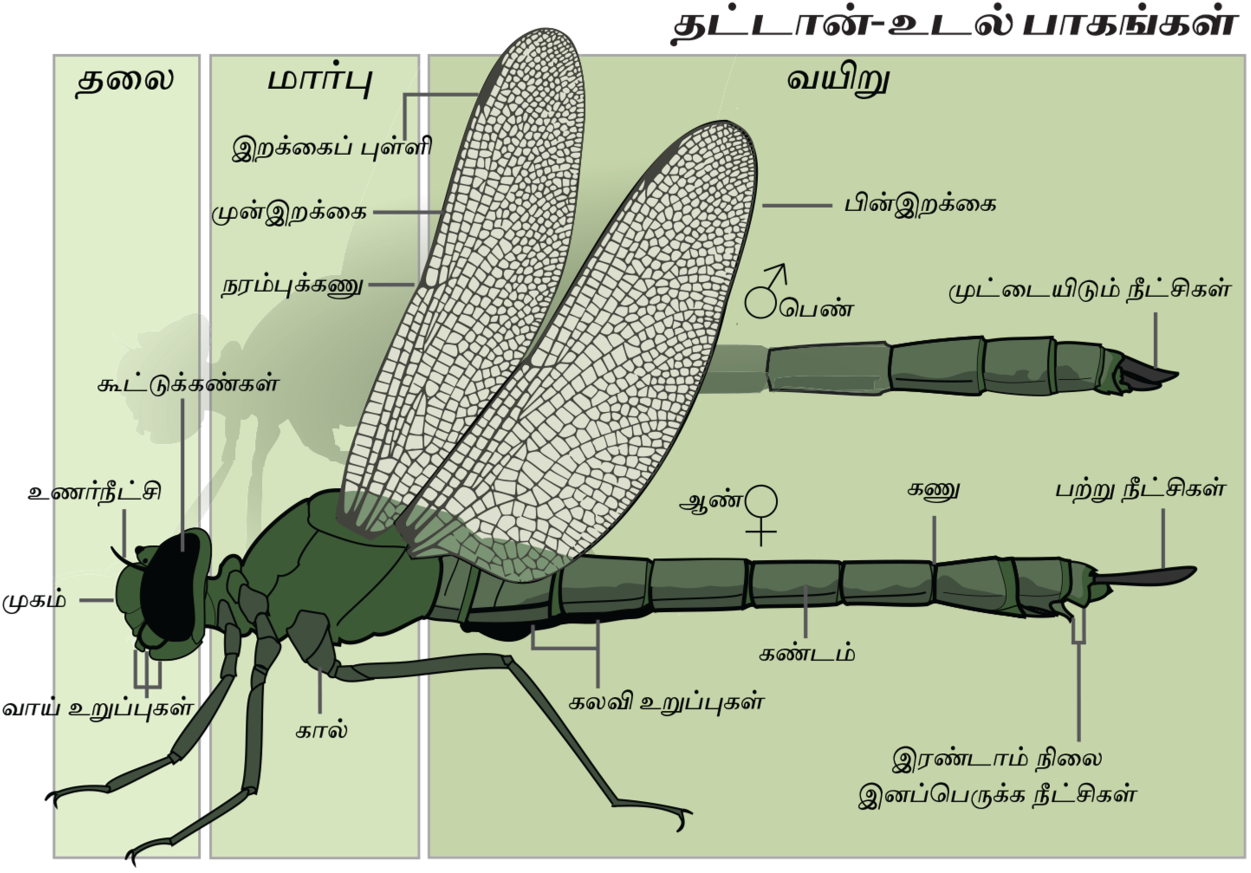 Download Dragonfly Anatomy Tamil- Final - Dragonfly - Full Size PNG ...