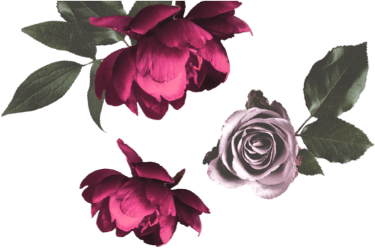 Download Filter Products - Mor - Full Size PNG Image - PNGkit