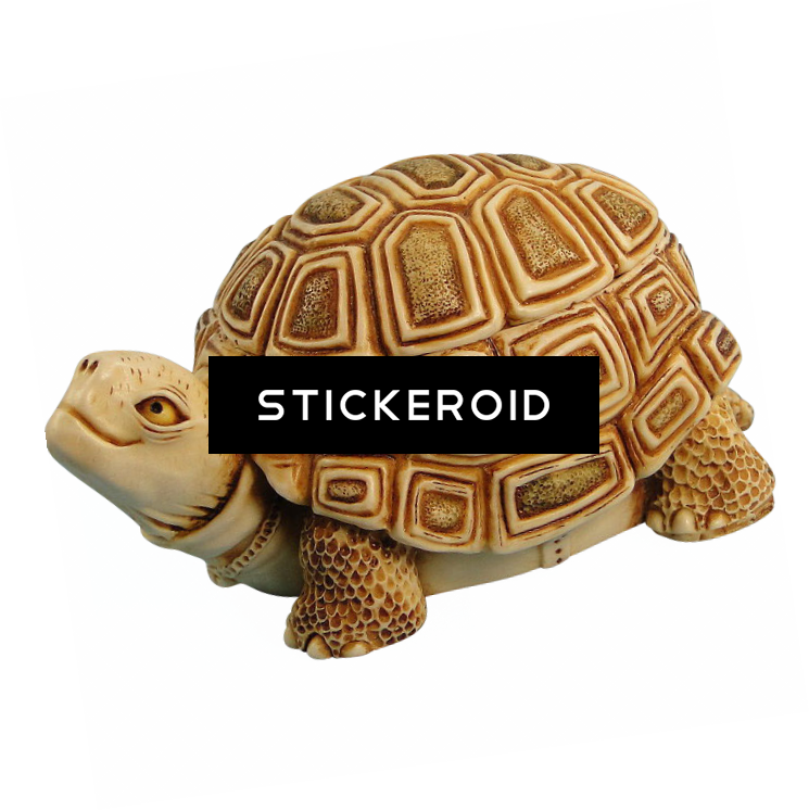 Download Box Turtle - Full Size PNG Image - PNGkit