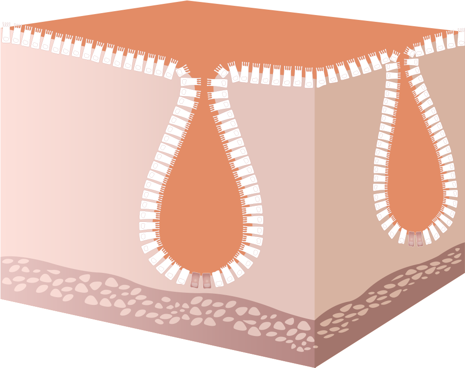 Download Transparent Stem Cells - Table - PNGkit