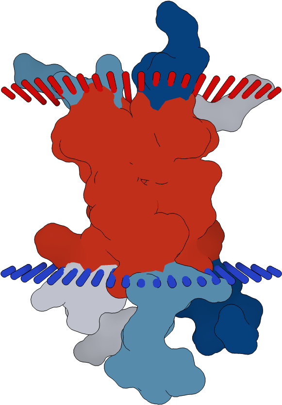 Download Transmembrane Flat Surface Display Opm - Full Size PNG Image ...