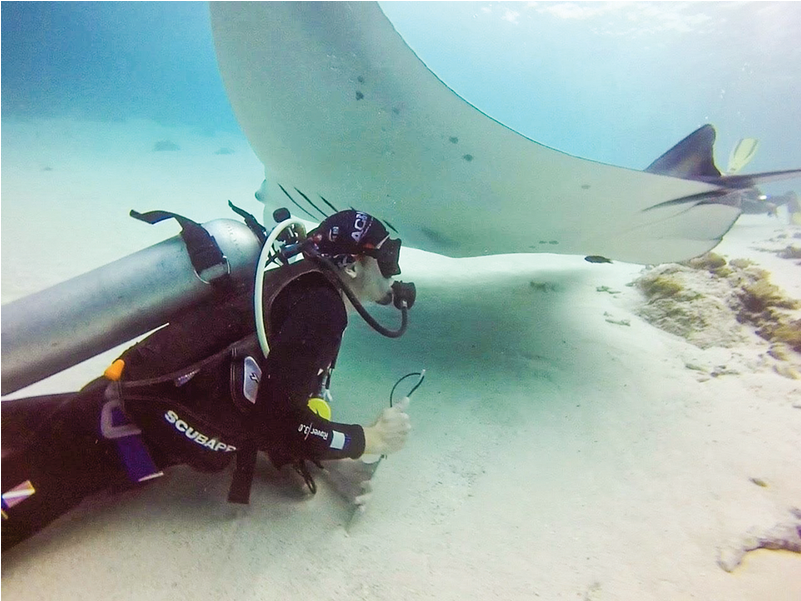 Download Dive Master Stephen Cunningham Of Dive Komodo With - Scuba ...