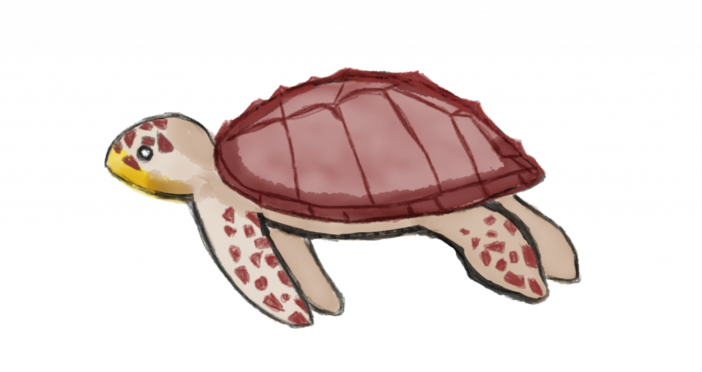 Download Loggerhead - Painted Turtle - Full Size PNG Image - PNGkit