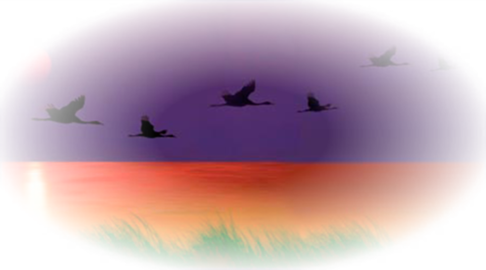 Download #326 - Flock - Full Size PNG Image - PNGkit