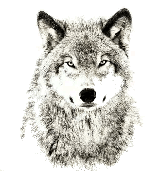 Download Wolves Dont Lose Sleep Over The Opinion - Full Size PNG Image ...