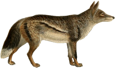 Download Dogs, Jackals, Wolves, And Foxes - Jackal Transparent - Full ...