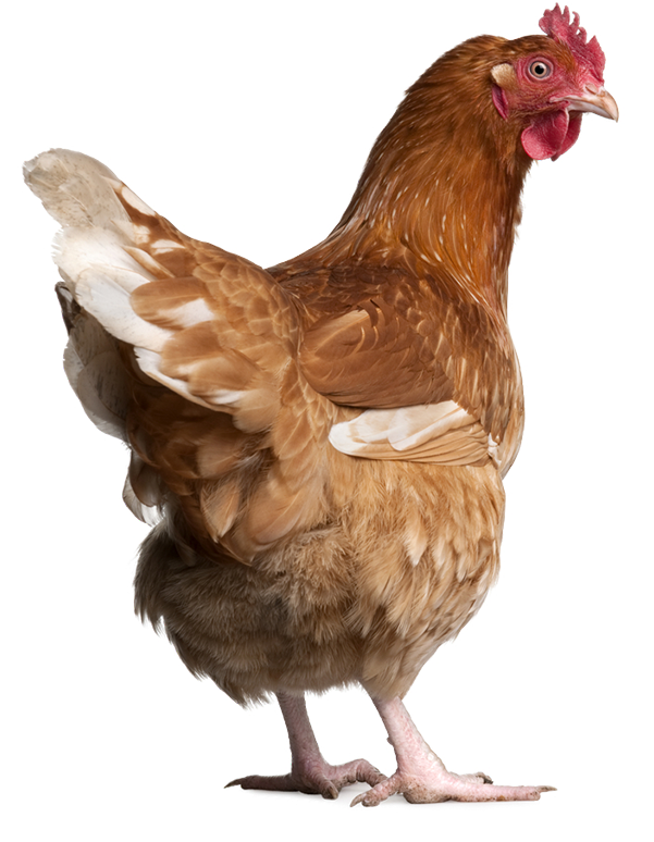 Download Chicken - Chicken Manual By Laurence Beeken - Full Size PNG ...