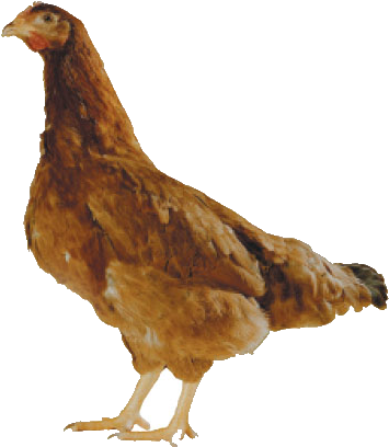 Download Chicken - Full Size PNG Image - PNGkit