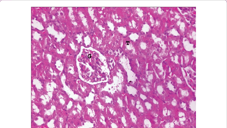 Download Light Microscopy Of Kidney In Mscs Group Showed Normal ...