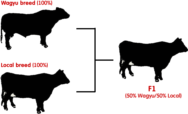 Download Crossbred Wagyu - Wagyu Breed - Full Size PNG Image - PNGkit