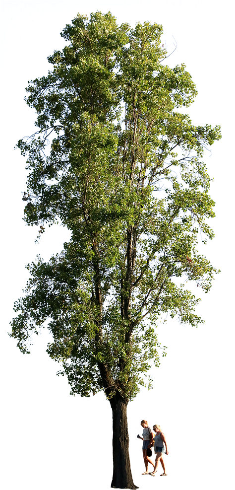 Download Populus Nigra People Ii - Full Size PNG Image - PNGkit