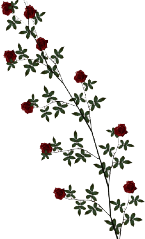 Download White Rose Vine Clip Art - Full Size PNG Image - PNGkit