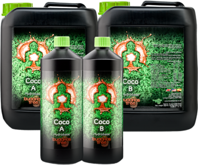 Download Buddhas Tree Coco Base Feed A B - Full Size PNG Image - PNGkit