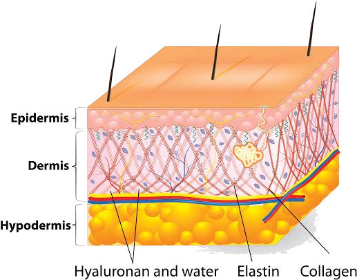 Download Pestle And Mortar Skin - Collagen In Skin Layers - Full Size ...