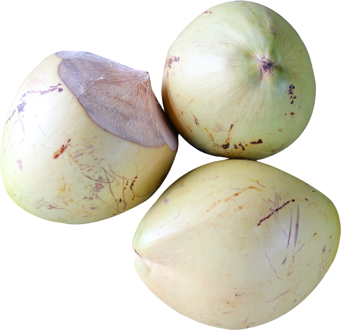 Download Top View Of Coconut Png Image - Coconut Top View Png - Full ...