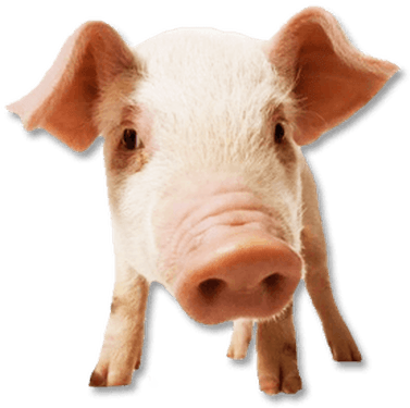 Download Pig Face - Cara De Cerdo Png - Full Size PNG Image - PNGkit