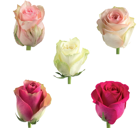 Download Tweet - Goods - Full Size PNG Image - PNGkit