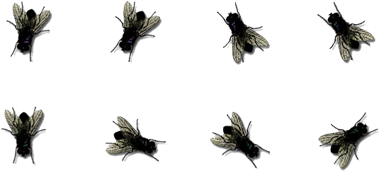 Download Flies Png Photos - Flies Icon Png - Full Size PNG Image - PNGkit