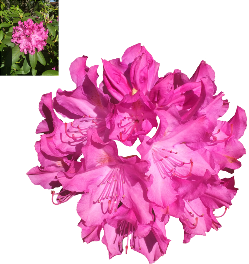 Download Rhododendron Png - Full Size PNG Image - PNGkit