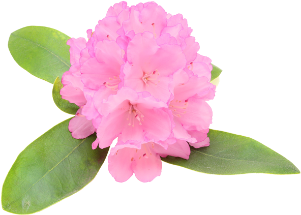 Download Alp Rose Plant Stem Cell - Leaf - Full Size PNG Image - PNGkit