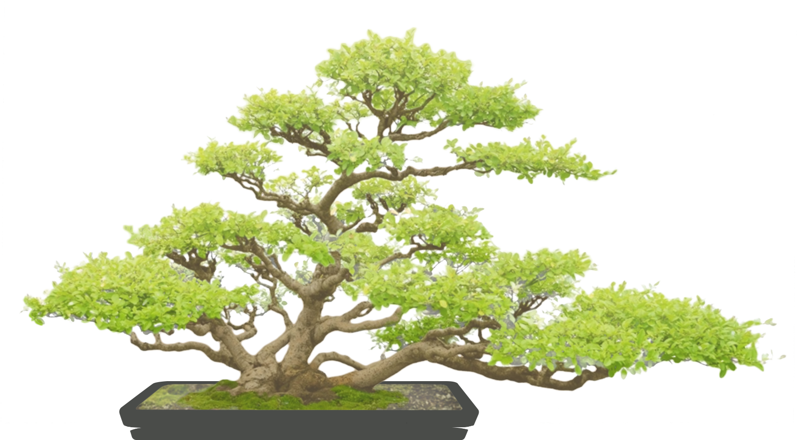 Download Bonsai - Bonzaï - Full Size PNG Image - PNGkit