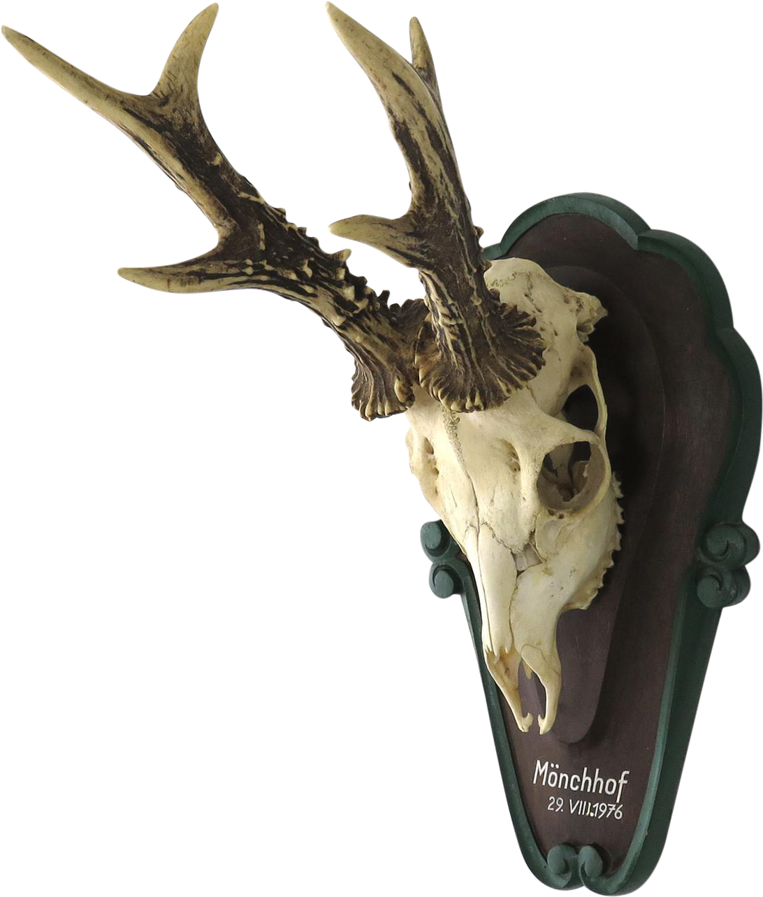Download Vintage German Roe Deer Skull Mount - Roe Deer - Full Size PNG ...