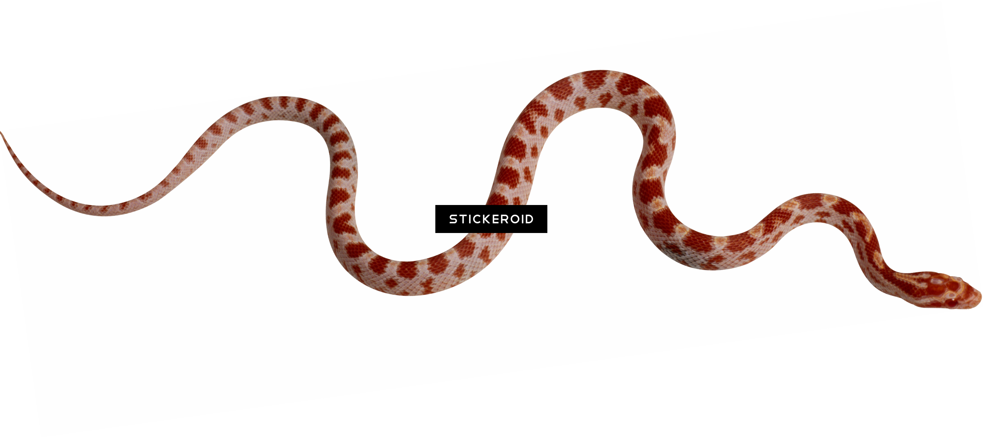 Download Snakes S Snake - Full Size PNG Image - PNGkit
